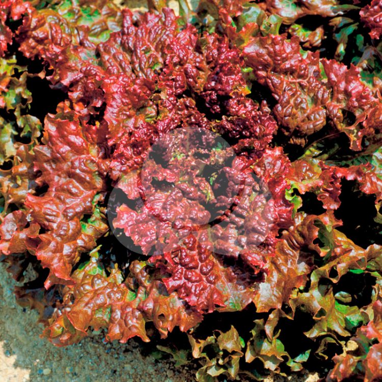 Banchu Red Fire – Takii