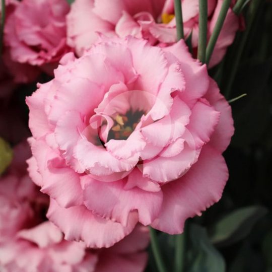 Lisianthus Corelli I Deep Pink – Takii