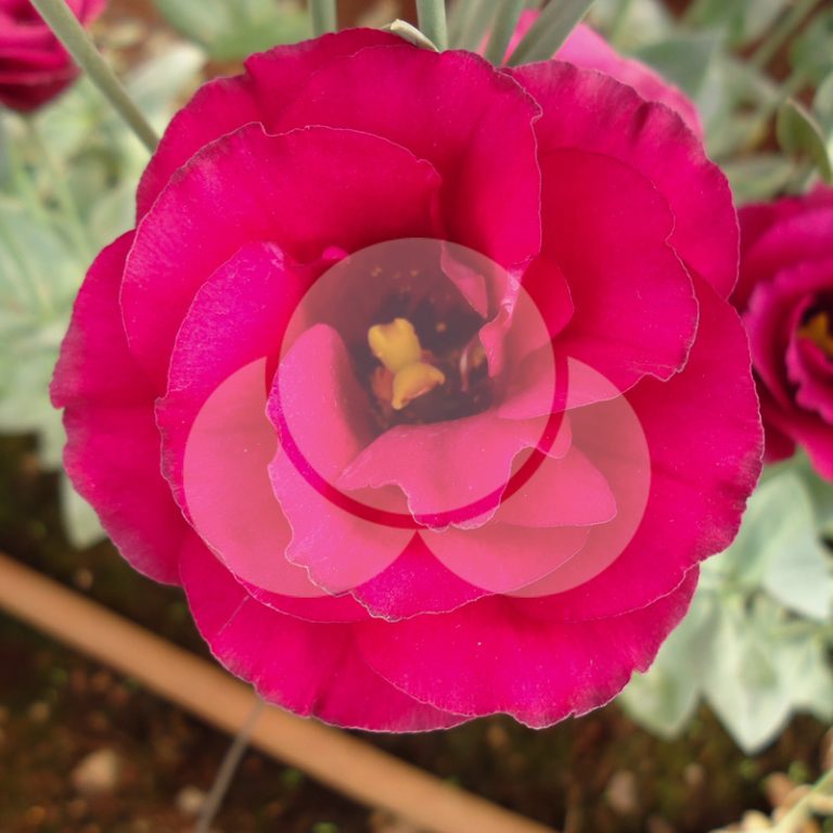 Lisianthus Croma III Red – Takii