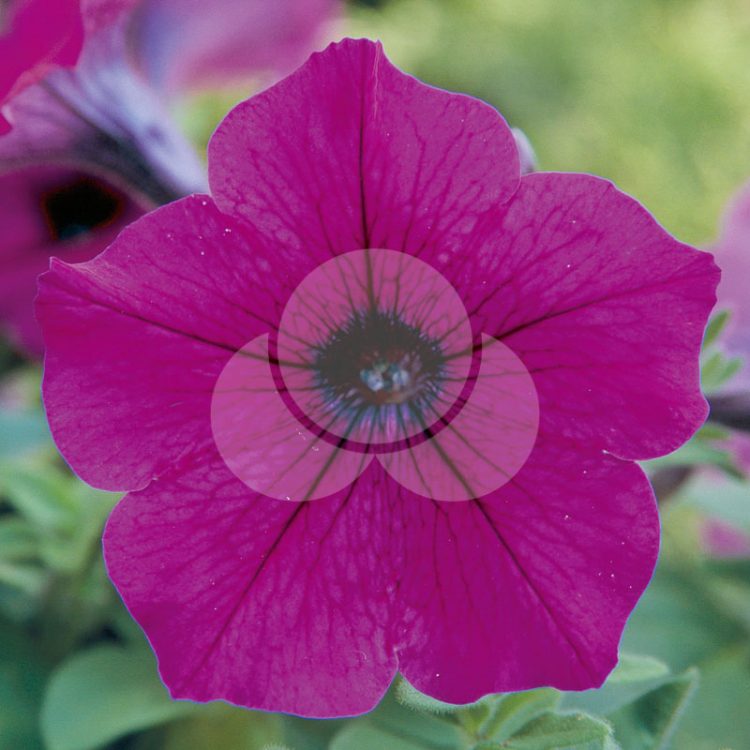 Petunia Opera Supreme Purple – Takii