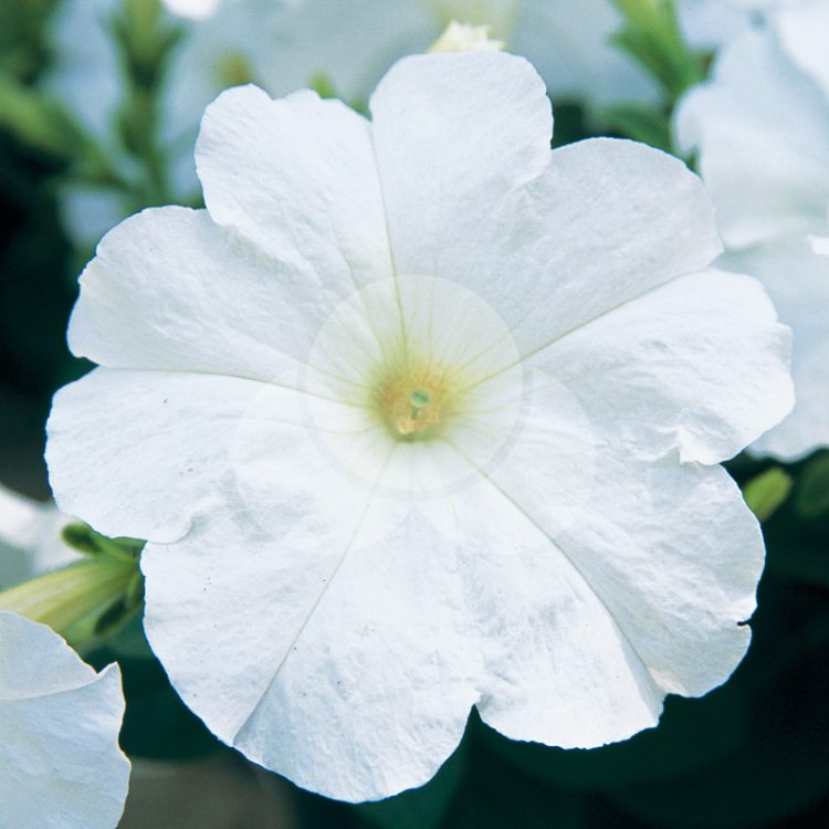 Petunia Opera Supreme White – Takii