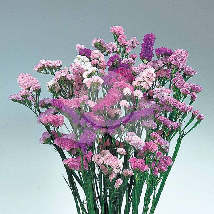 Limonium Pastel Shades – Takii