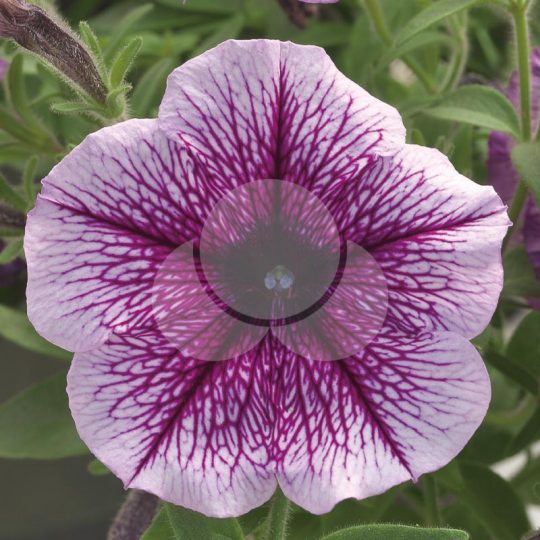 Petunia Opera Supreme Purple Vein – Takii