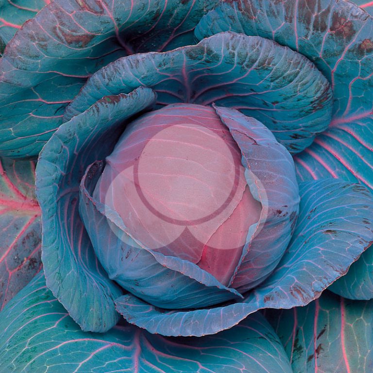 Ruby Queen – Takii