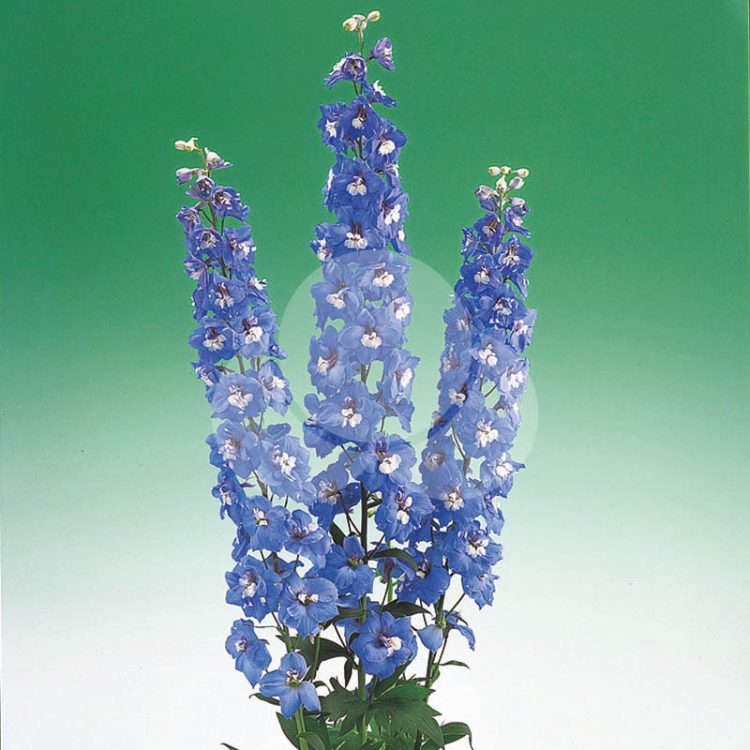Delphinium Aurora Blue – Takii